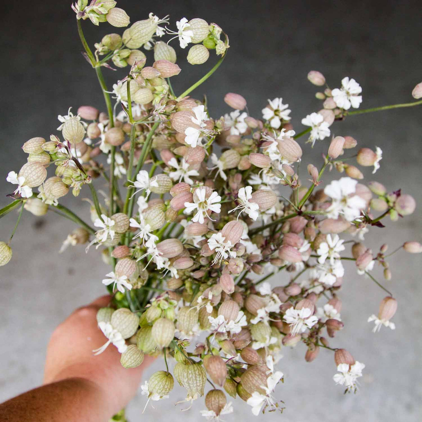 Silene Vulgaris - Blushing Lanterns - Seeds NZ