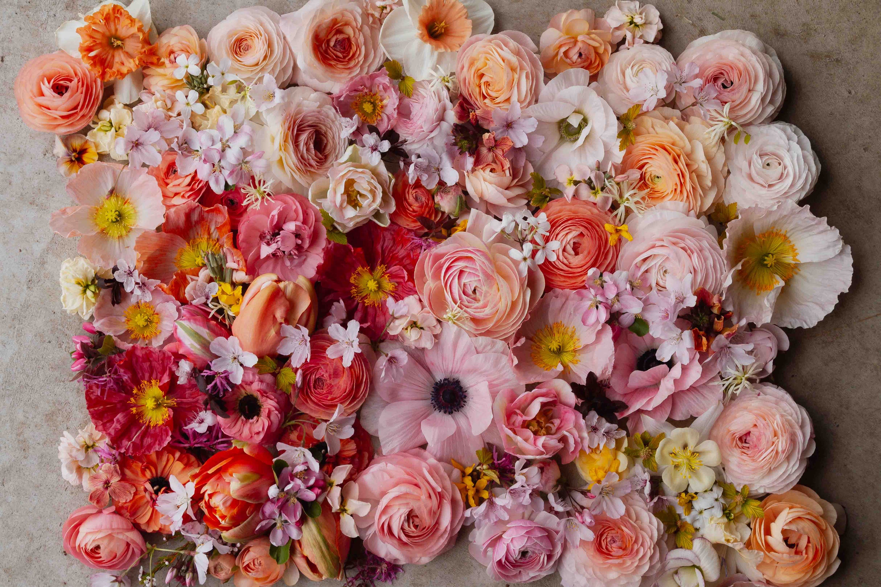 EMERDEN · Flower Farm · Seeds & Bulbs · Taranaki NZ