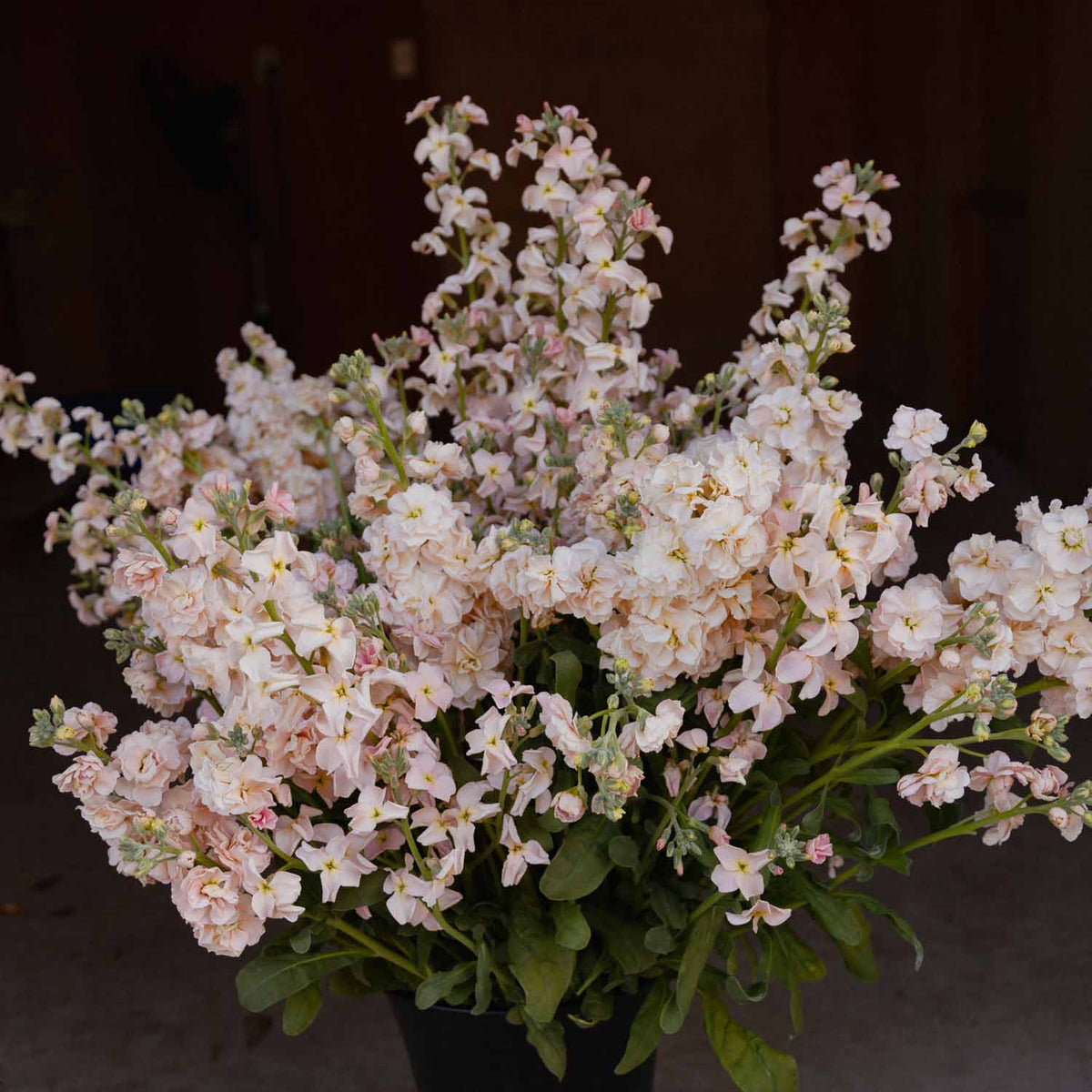 Stock Seeds NZ · Matthiola incana