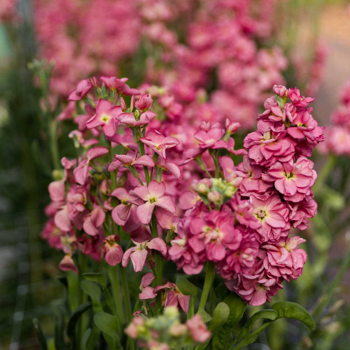 Stock - StoX Antique Rose - Seeds NZ