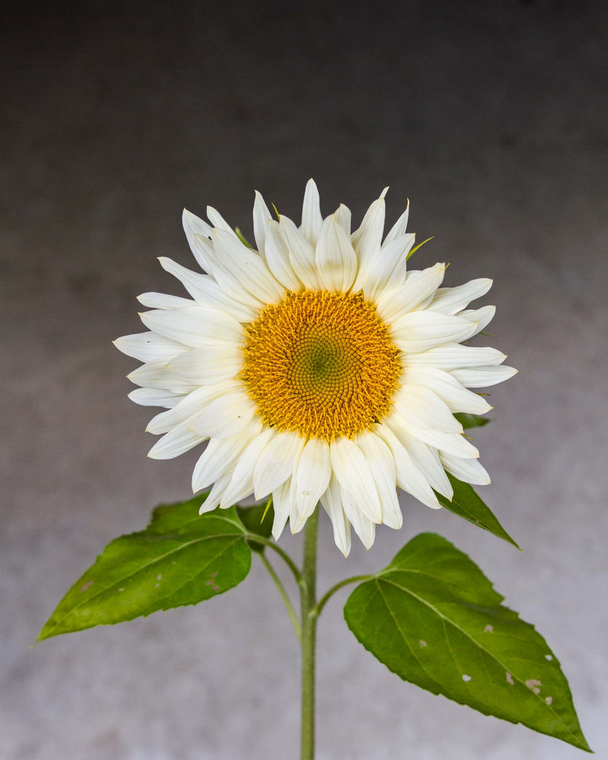 EMERDEN · Flower Farm · Seeds & Bulbs · Taranaki NZ