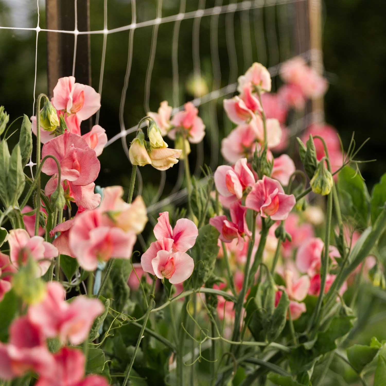 SWEET PEA - Kings Ransom - PLANTS