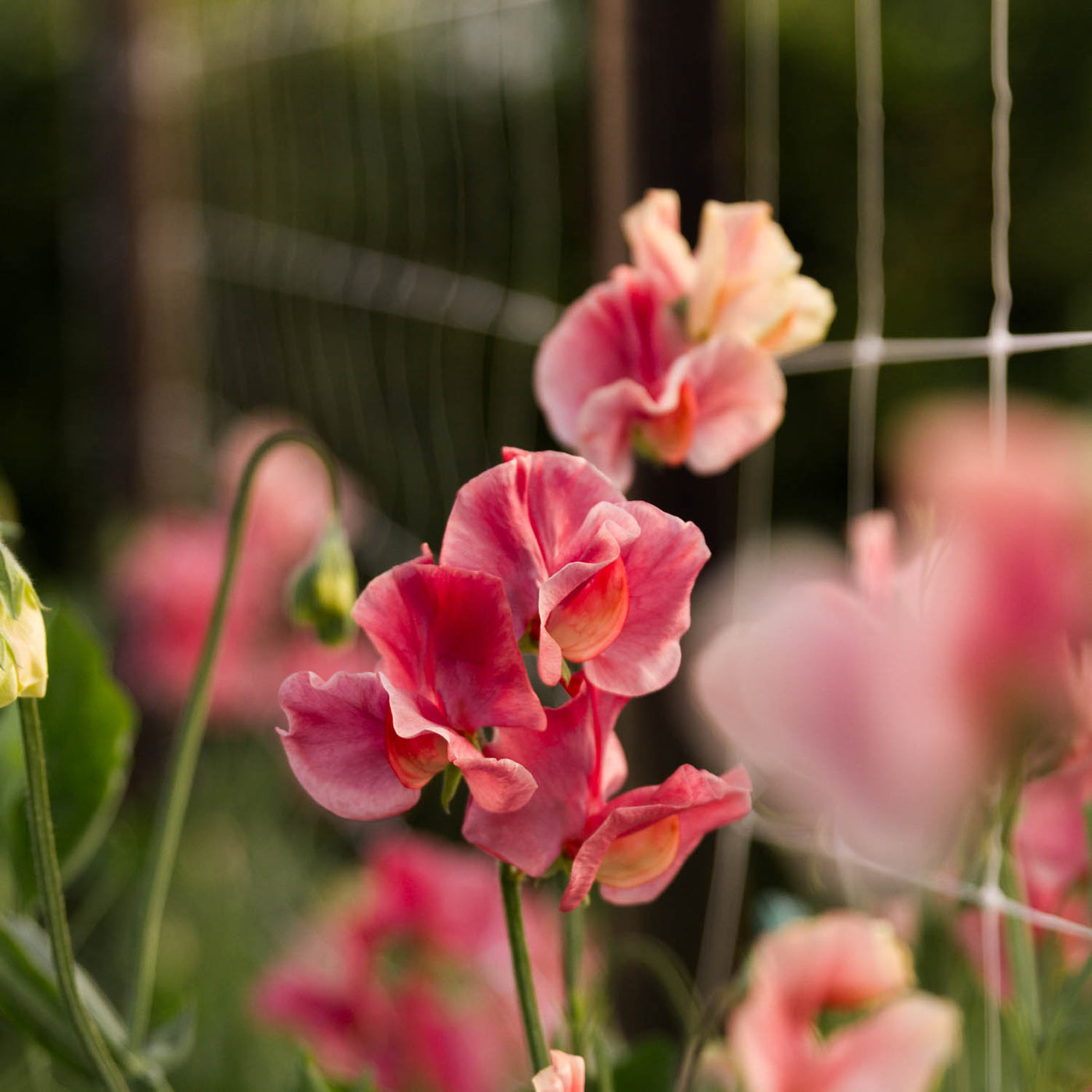 SWEET PEA - Kings Ransom - PLANTS