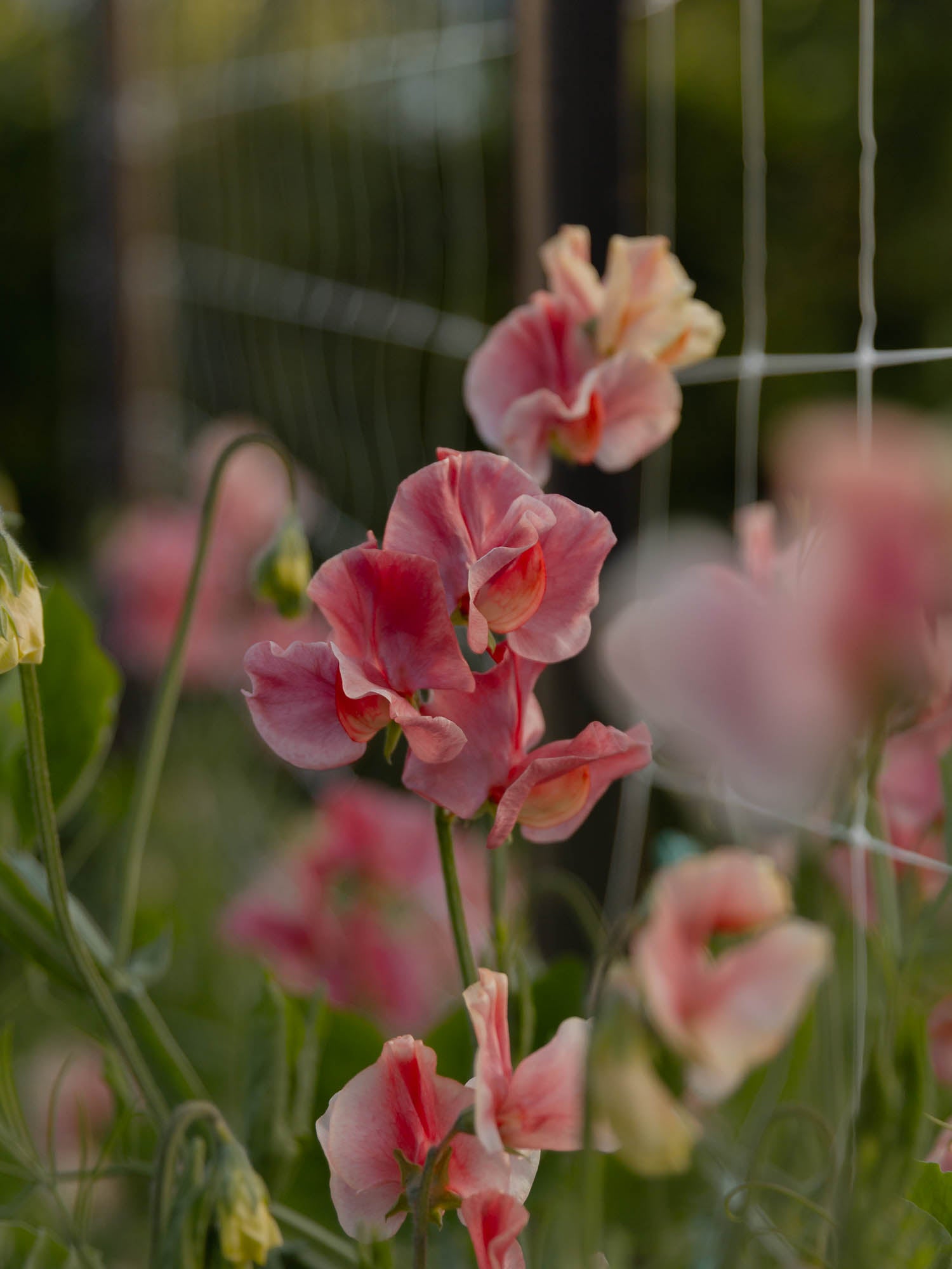 Sweet Pea - Kings Ransom