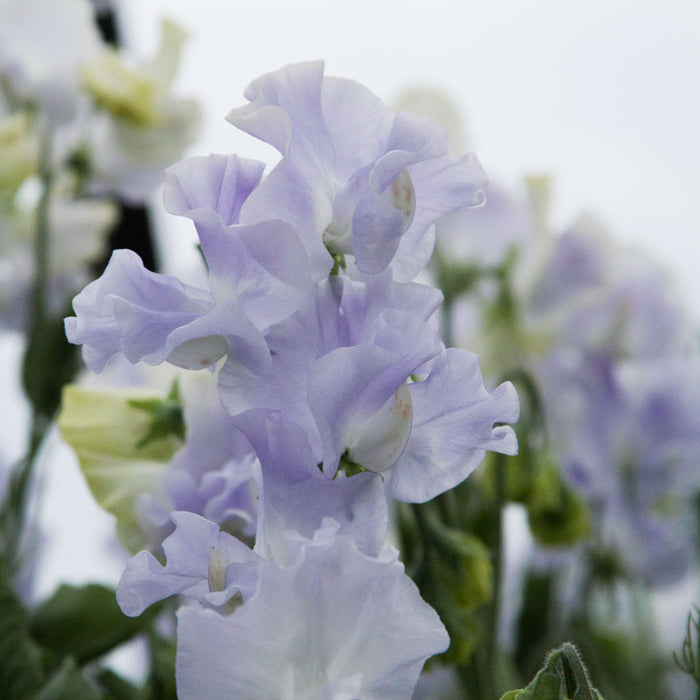 Sweet Pea - Oban Bay · Seeds NZ