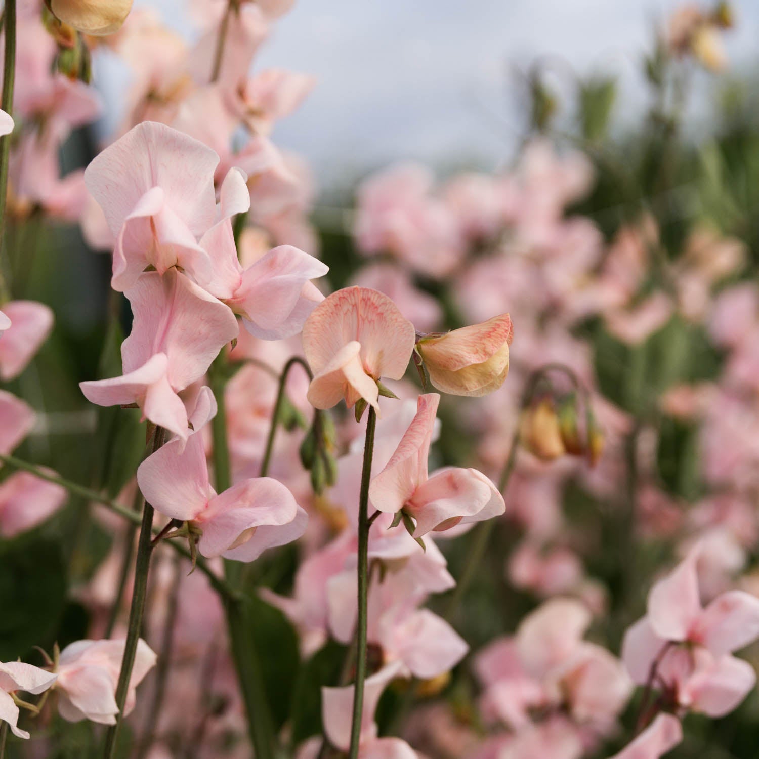 SWEET PEA - Shell Pink - PLANTS