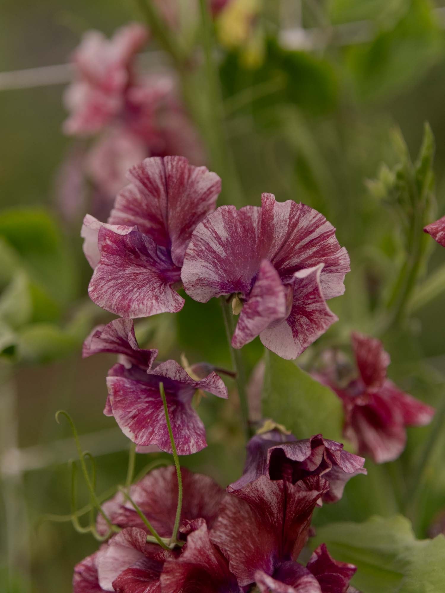 Sweet Pea - Misty · Seeds NZ