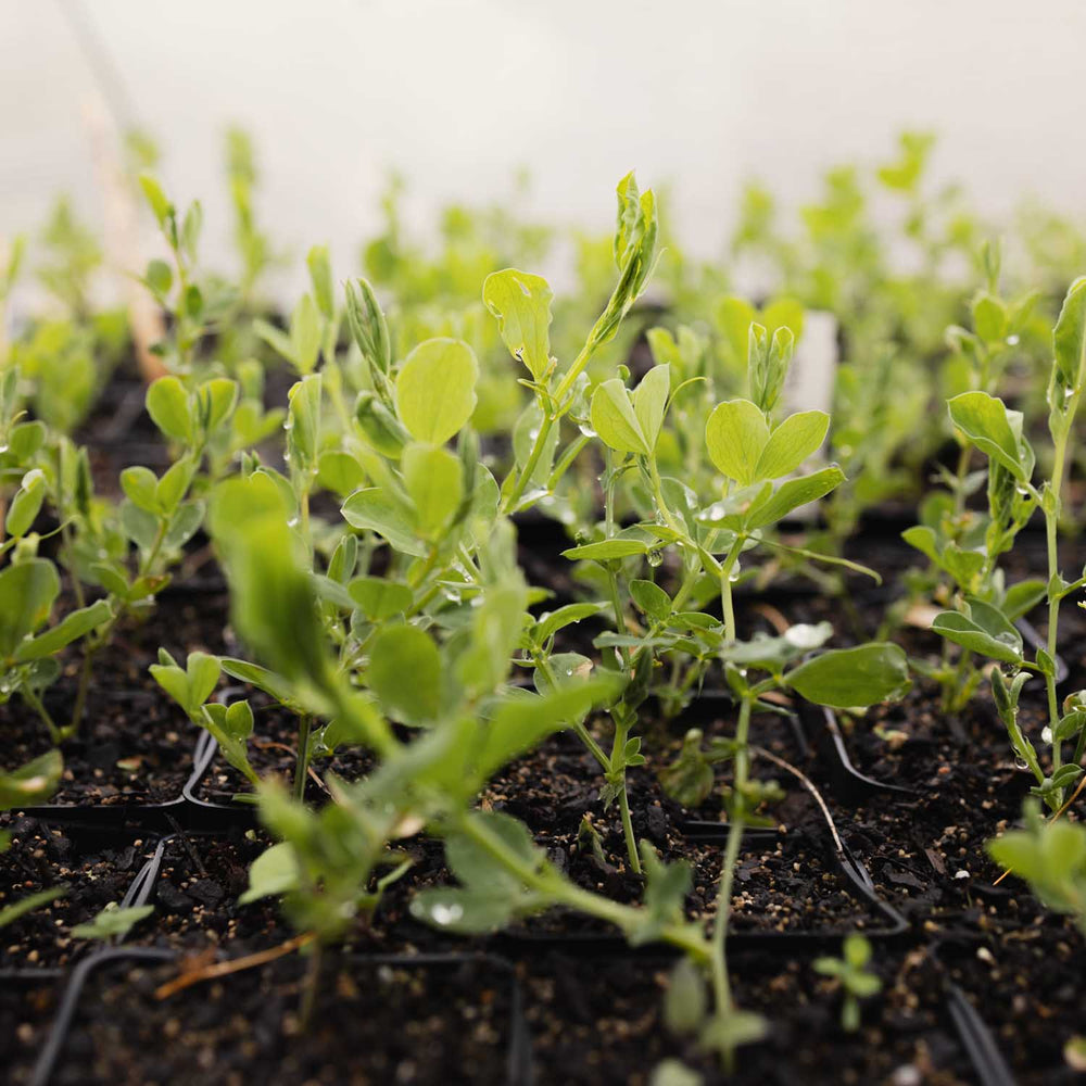 SWEET PEA - Juliet - PLANTS