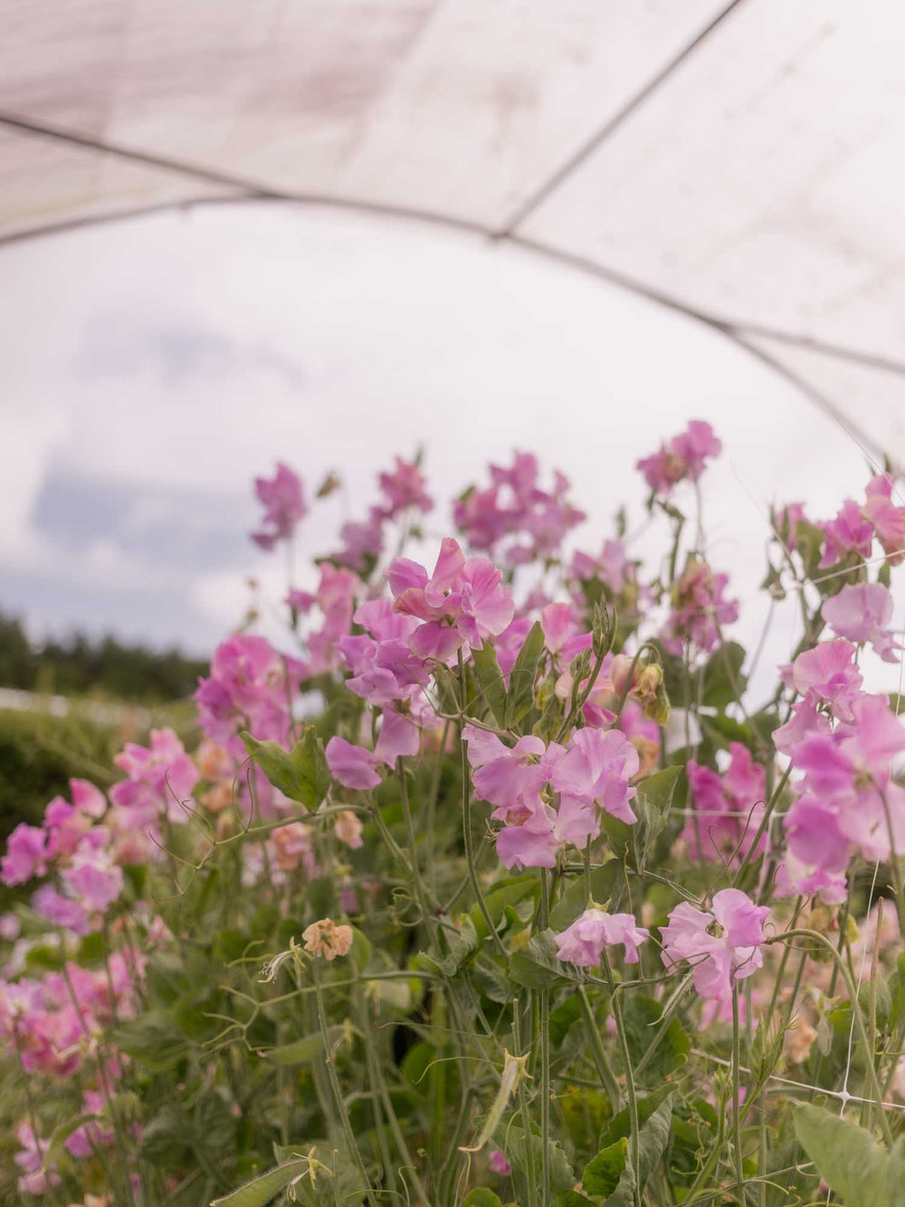 Sweet Pea - Misty · Seeds NZ