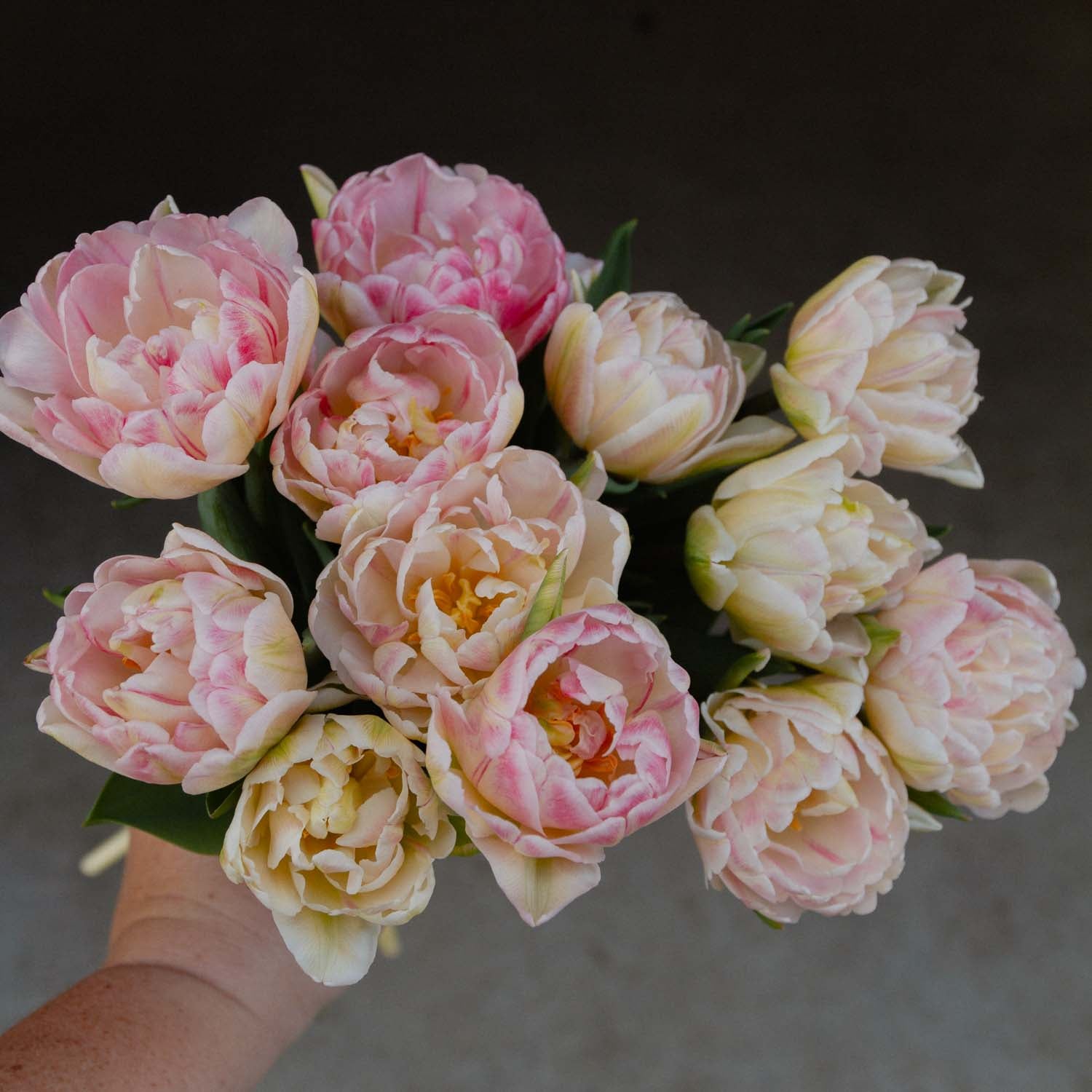 NZ Tulip Bulbs - Foxtrot