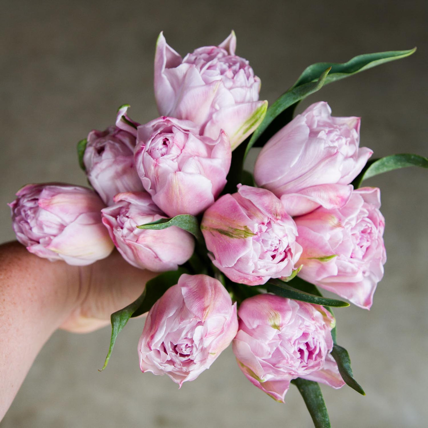 Tulip Bulbs NZ - Antarctica