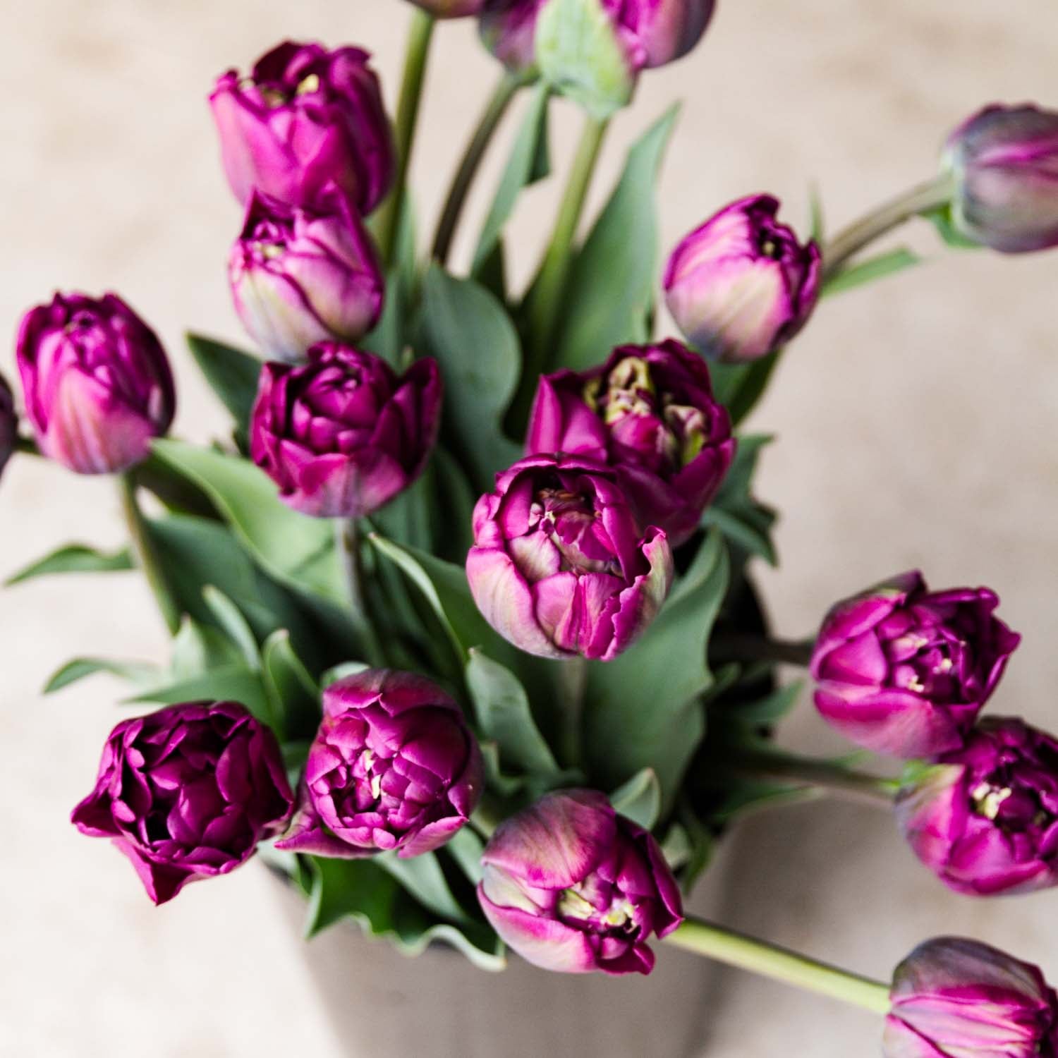 Tulip Bulbs NZ - Antarctica