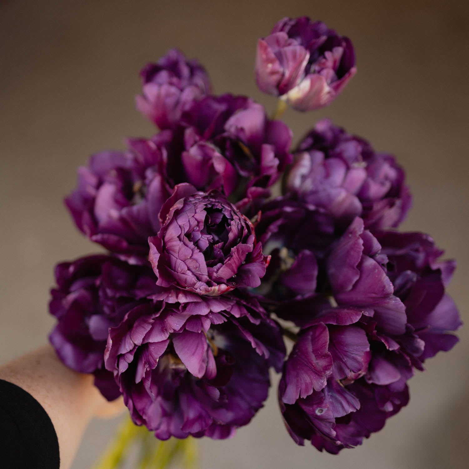 Tulip Bulbs NZ - Saigon Double