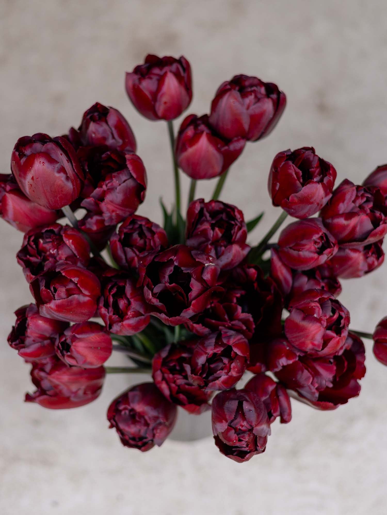 Tulip Bulbs NZ - Palmyra