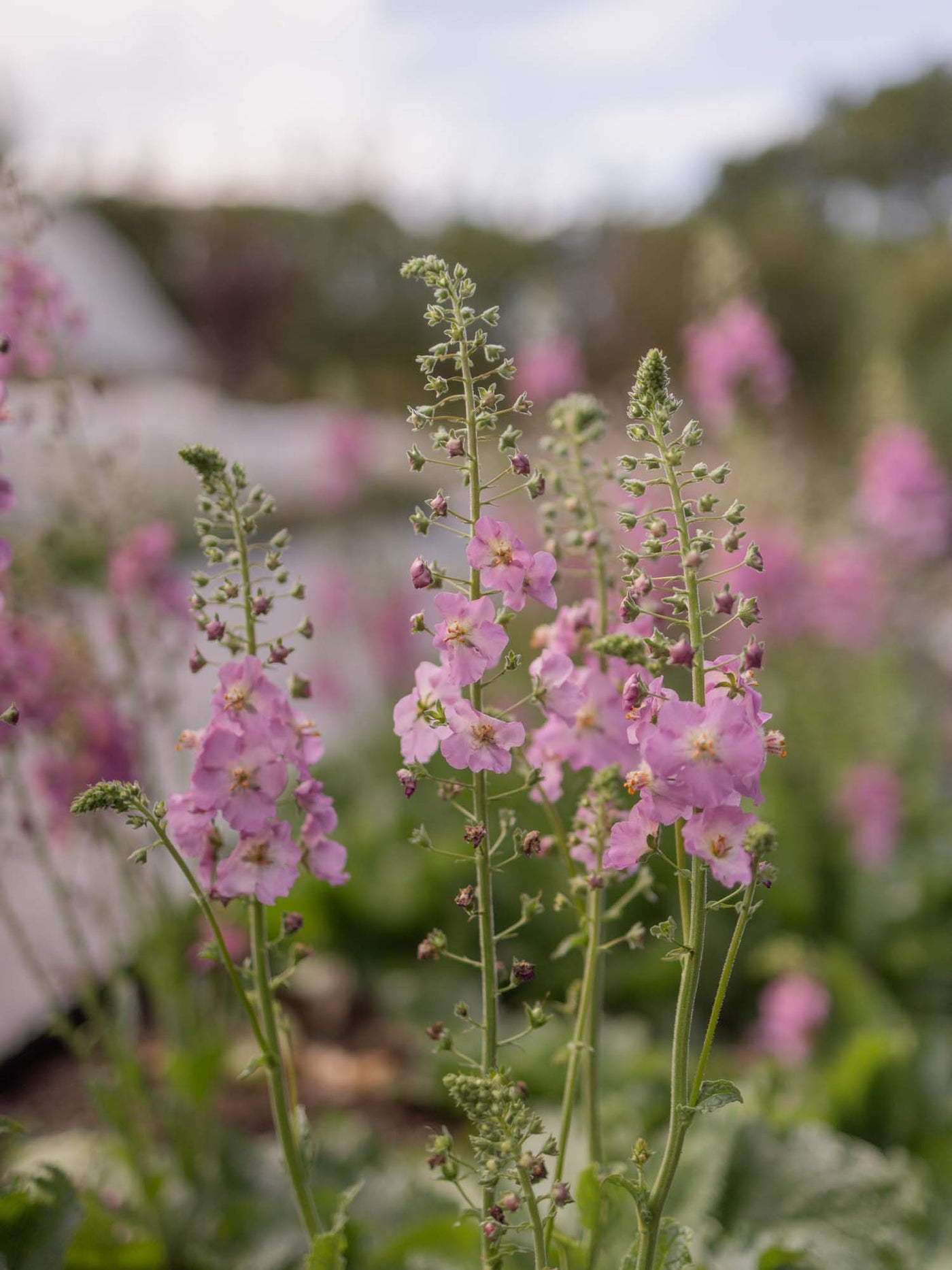 VERBASCUM - Rosetta - PLANTS