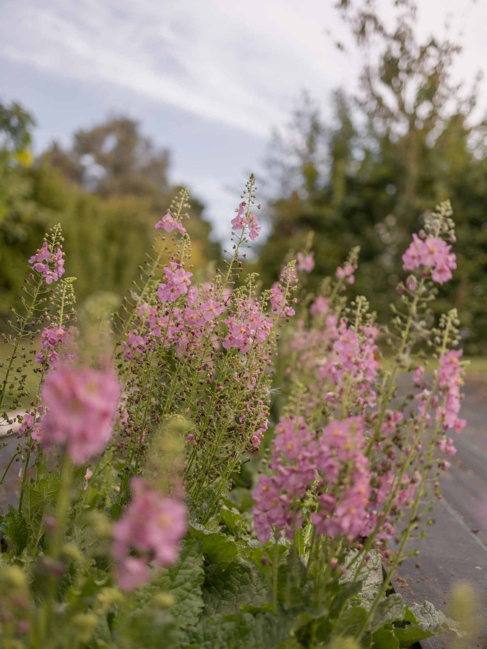 VERBASCUM - Rosetta - PLANTS