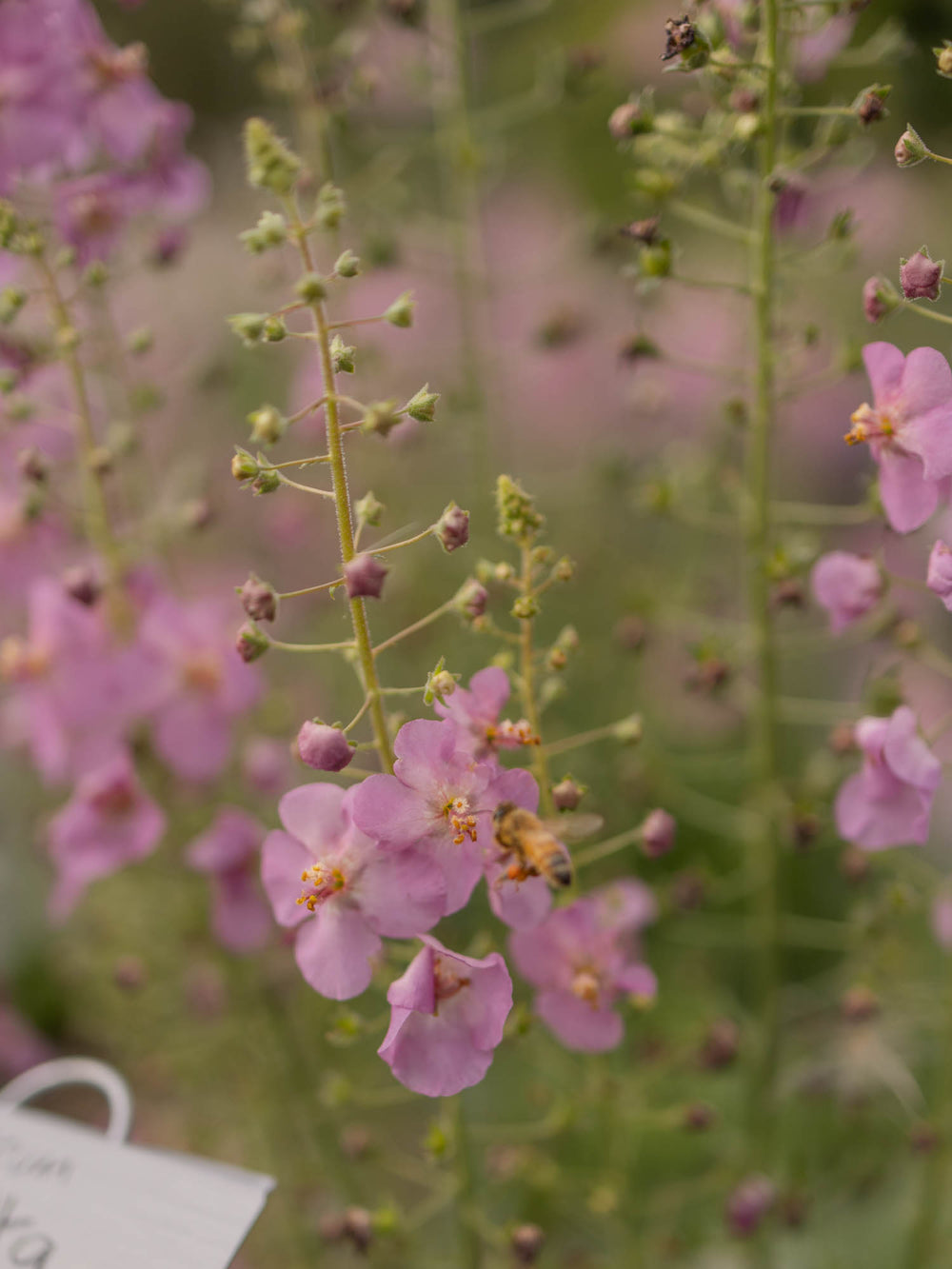 VERBASCUM - Rosetta - PLANTS