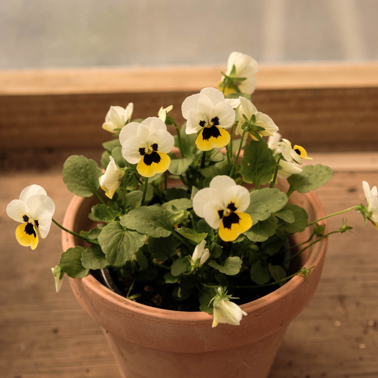 Viola Pansy - Sorbet Lemon Ice Blotch - Seeds NZ