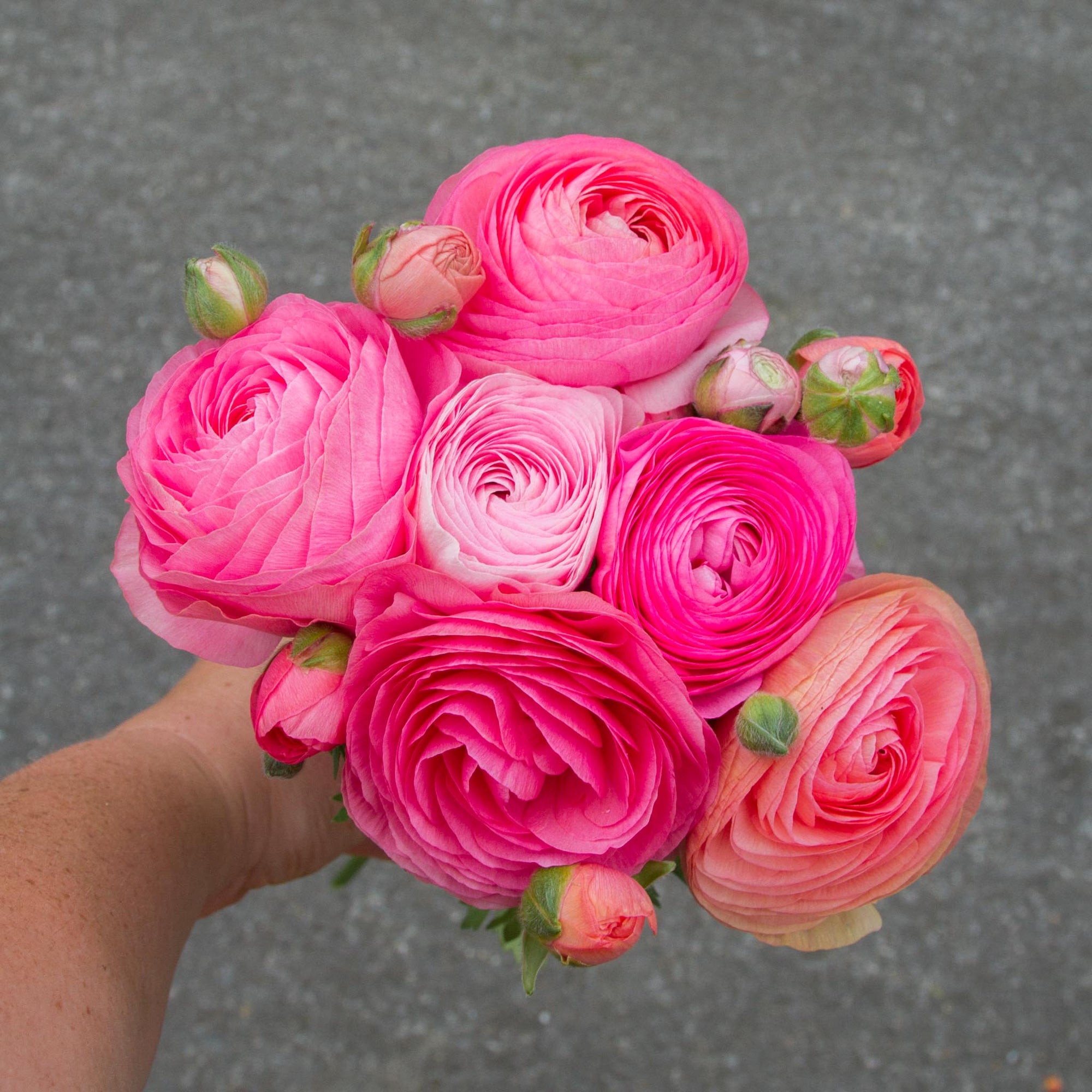 RANUNC - Amandine Pastel - PLANTS