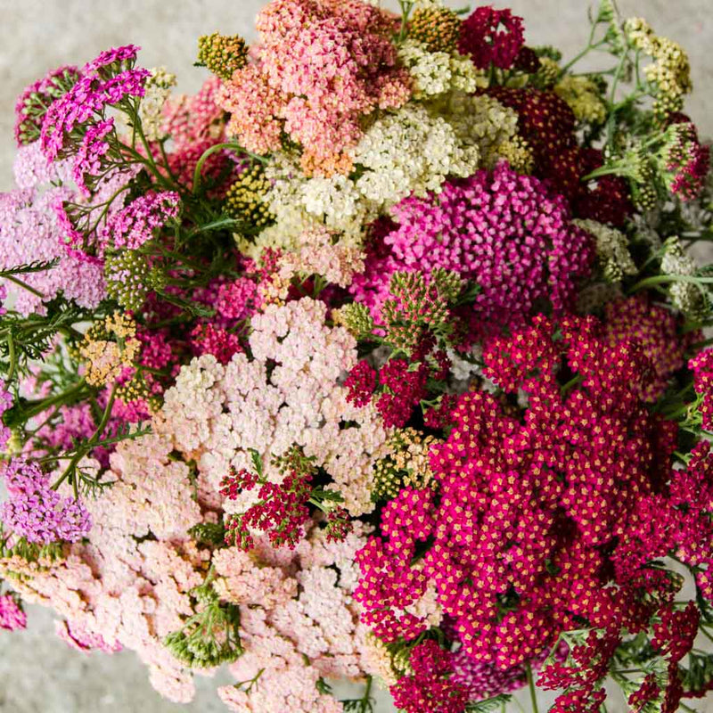 Achillea - Summer Berries - Seeds NZ