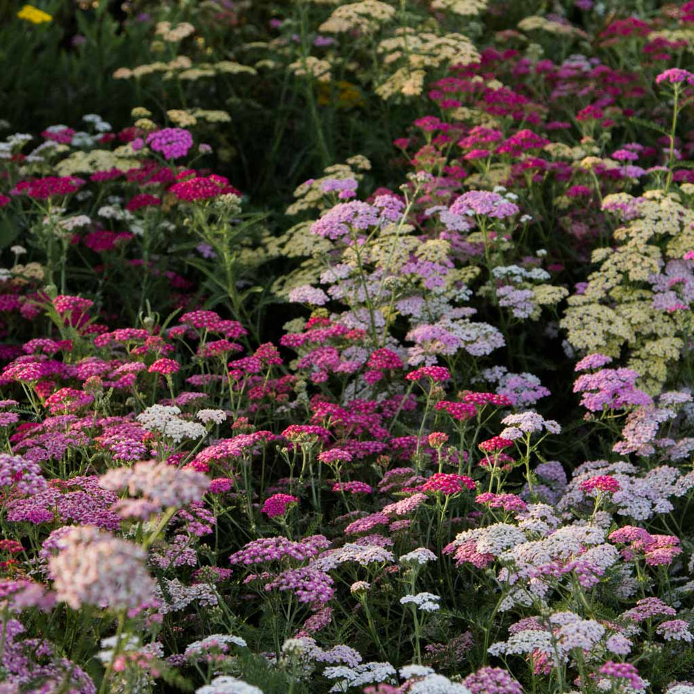 Achillea - Summer Berries - Seeds NZ