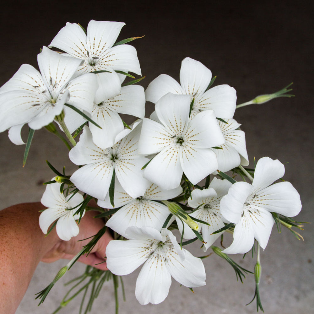 Specialty Cut-Flower Seeds – NZ