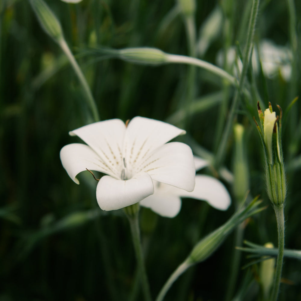 Agrostemma - Ocean Pearl - Seeds NZ