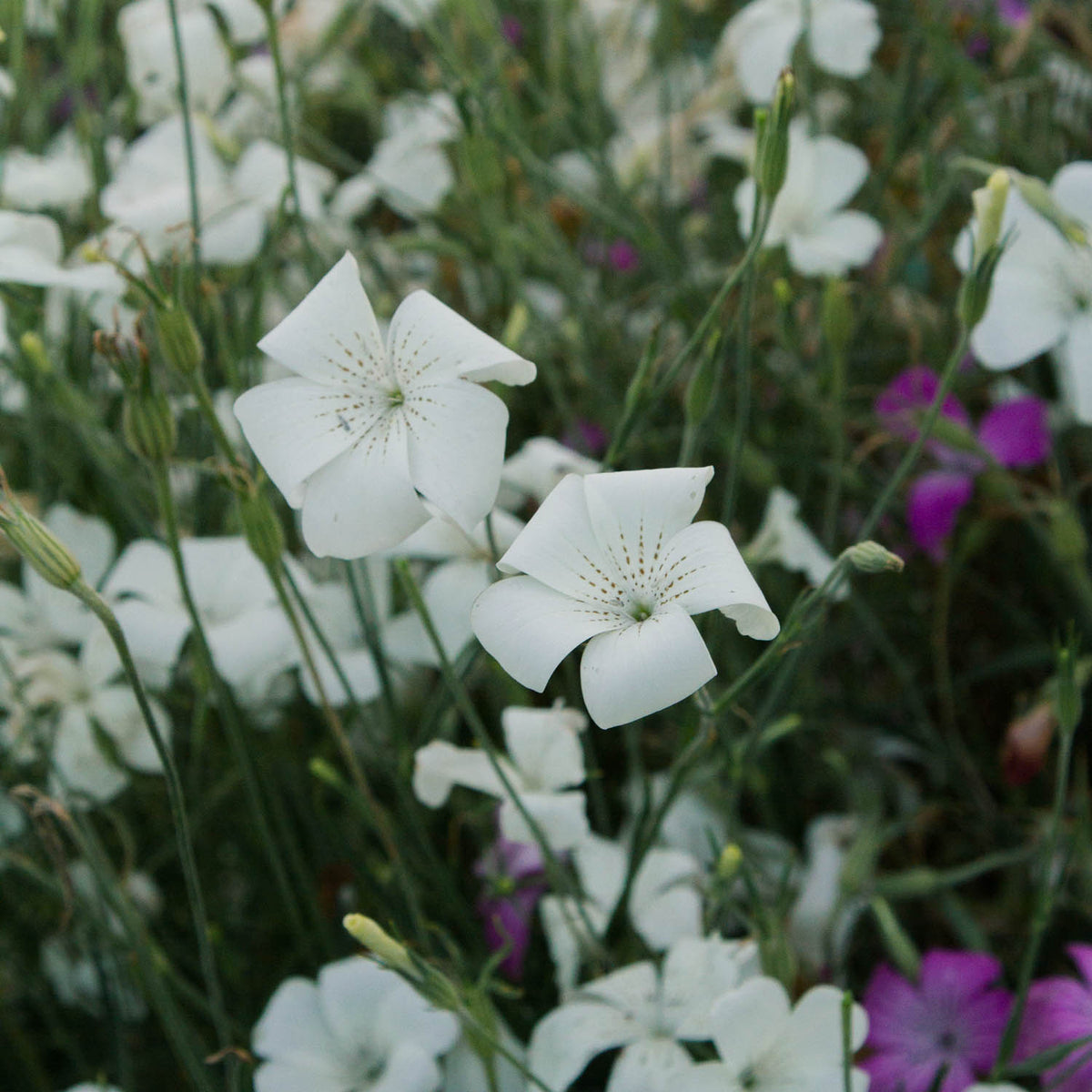 Agrostemma - Ocean Pearl - Seeds NZ