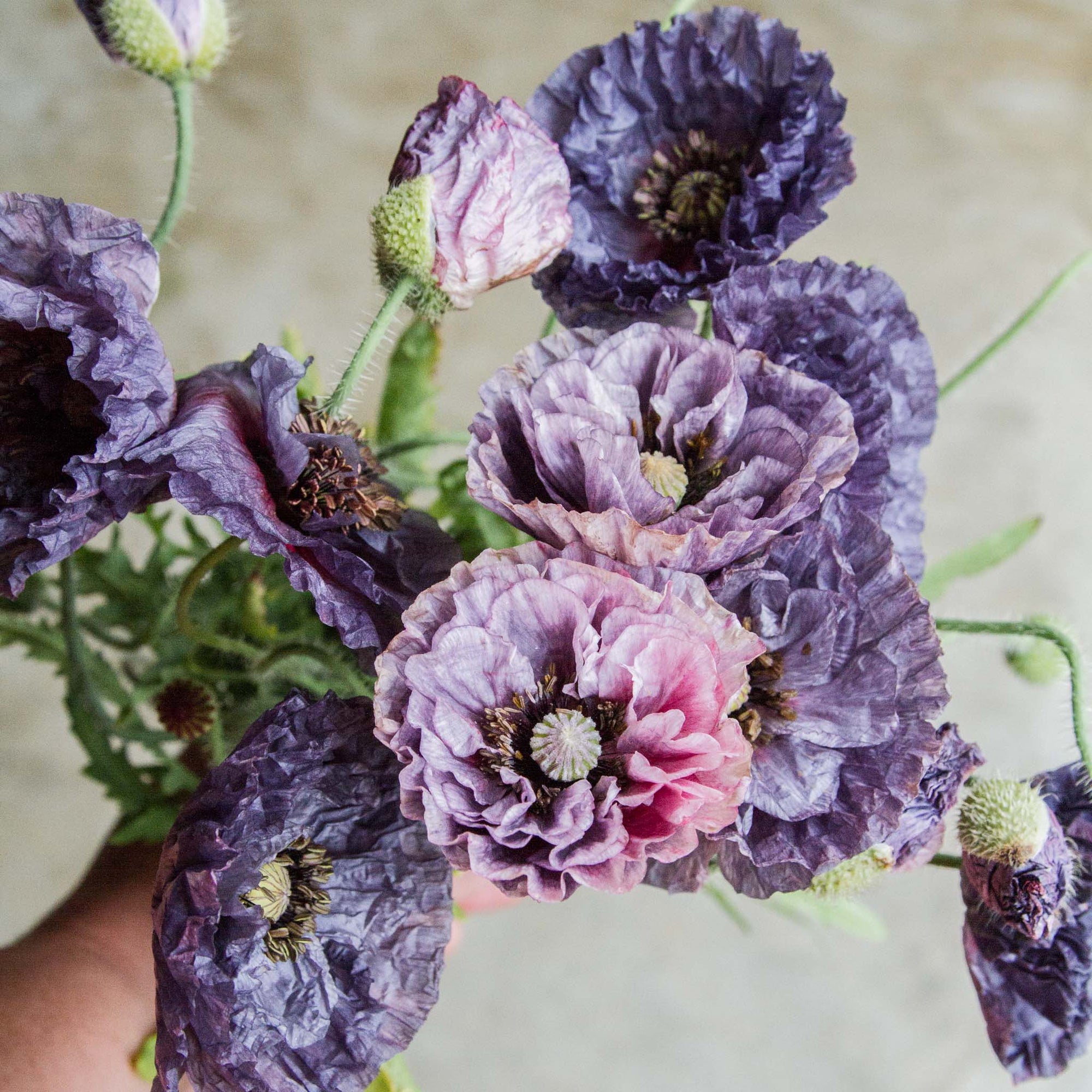 Poppy - Amazing Grey - Seeds NZ