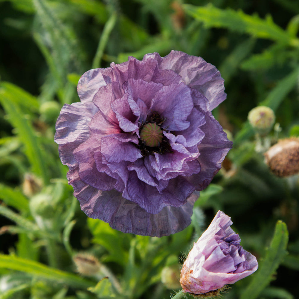 Poppy - Amazing Grey - Seeds NZ