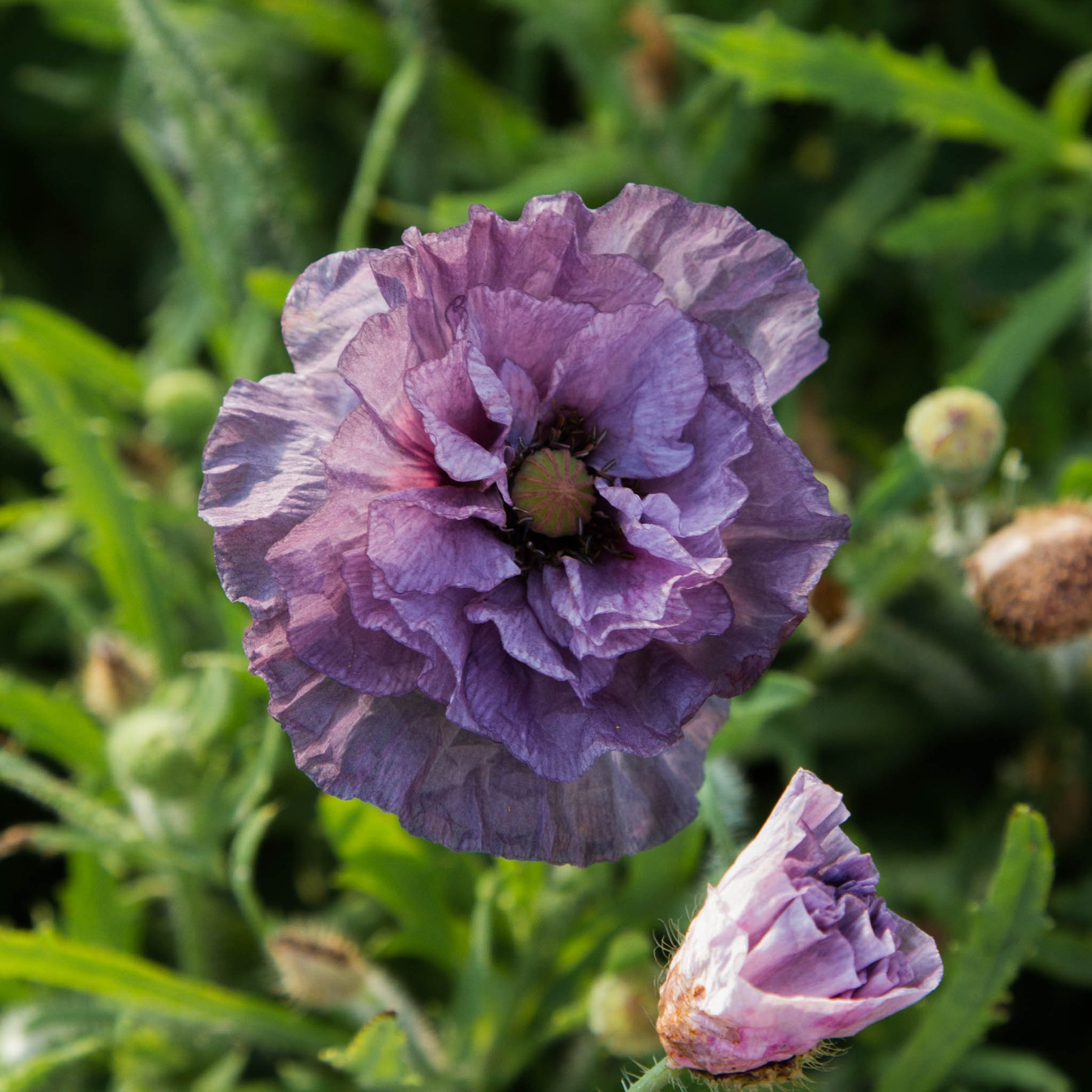 Poppy - Amazing Grey - Seeds NZ