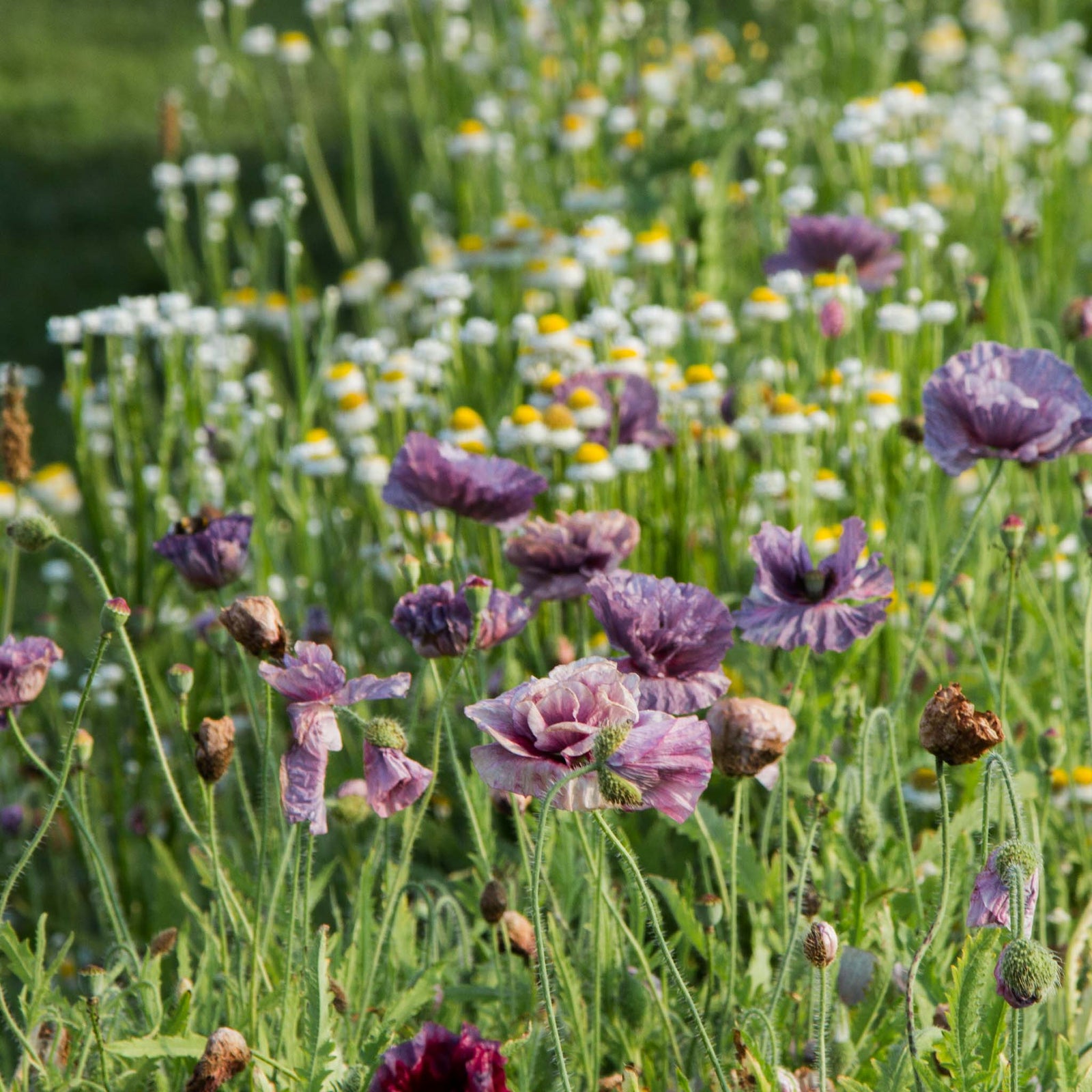 Poppy - Amazing Grey - Seeds NZ