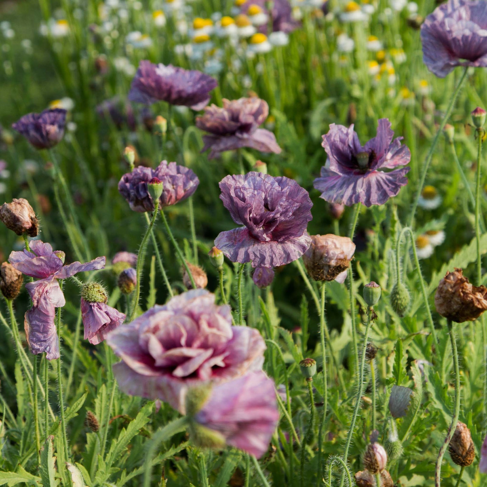 Poppy - Amazing Grey - Seeds NZ