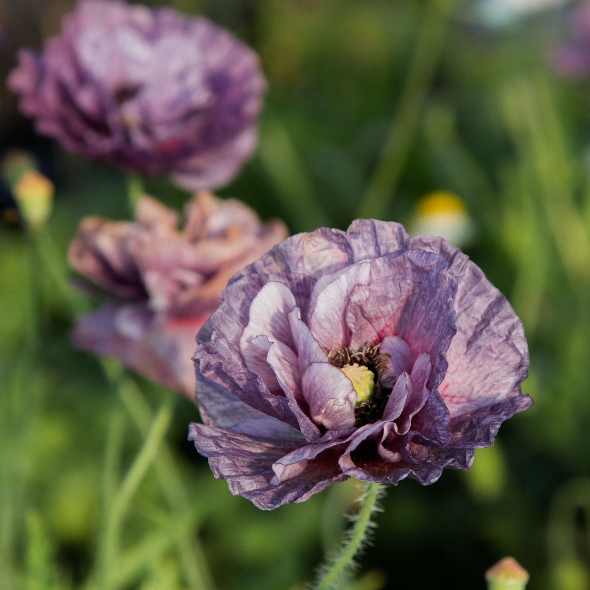 Poppy - Amazing Grey - Seeds NZ