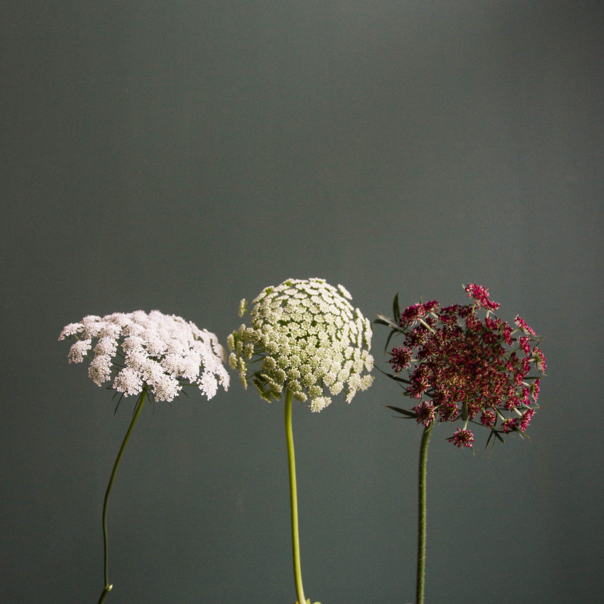 Ammi - Graceland - Seeds NZ