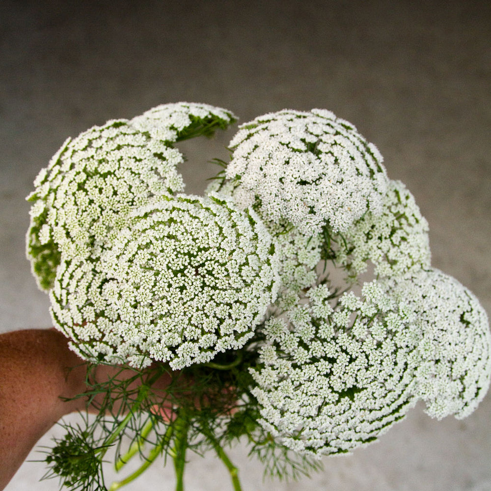 Ammi - Green Mist - Seeds NZ