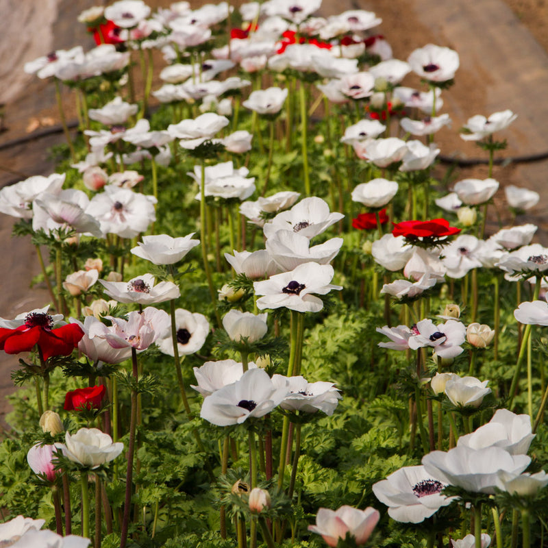 Italian Anemone Corms