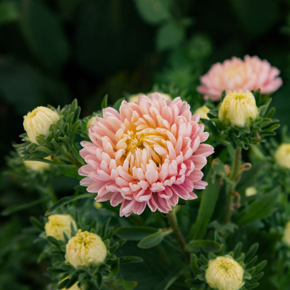 Aster - Tower Chamois - Seeds NZ