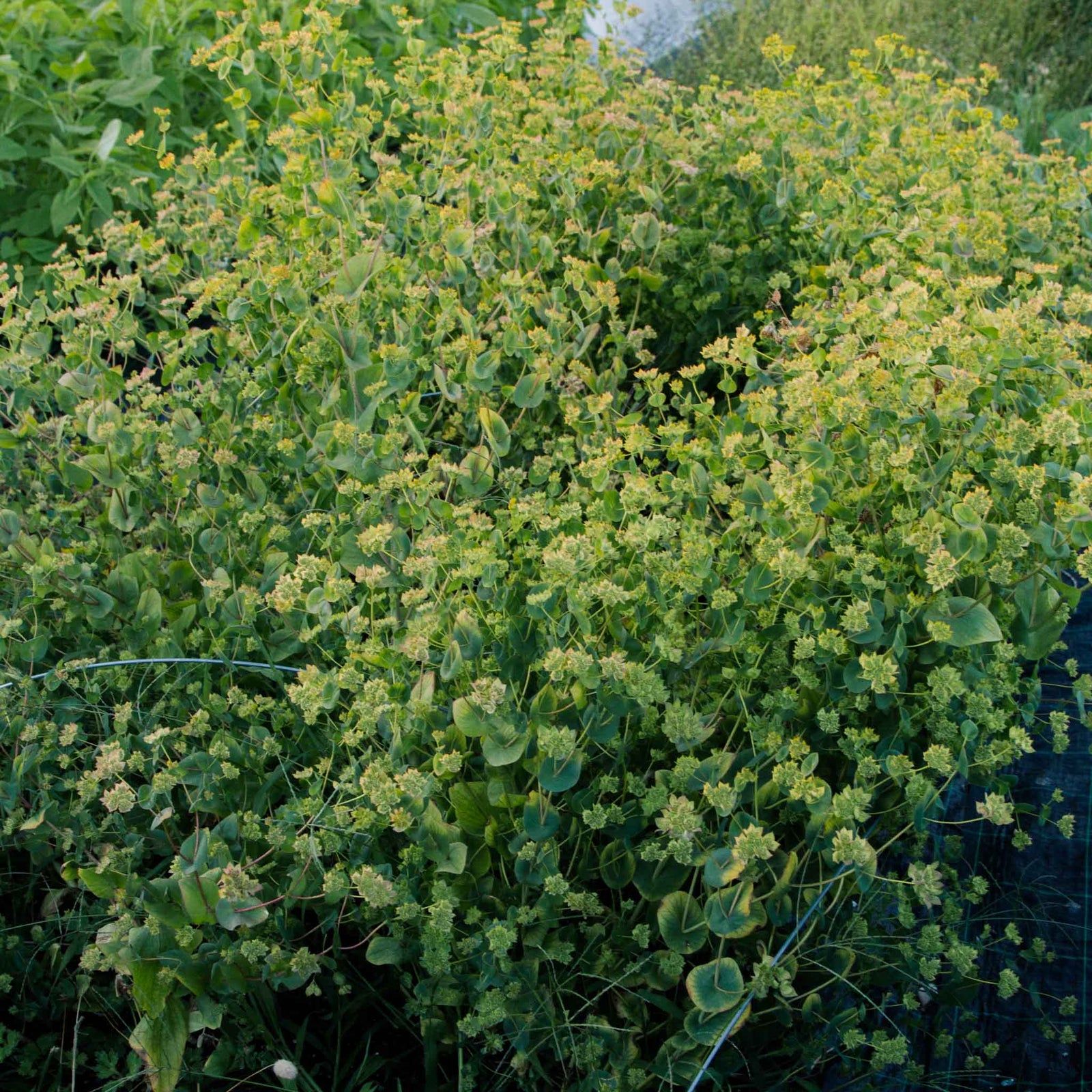 Bupleurum - Seeds NZ
