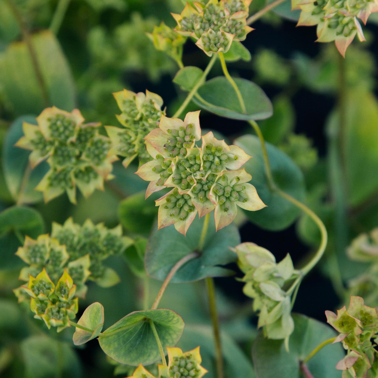 Bupleurum - Seeds NZ