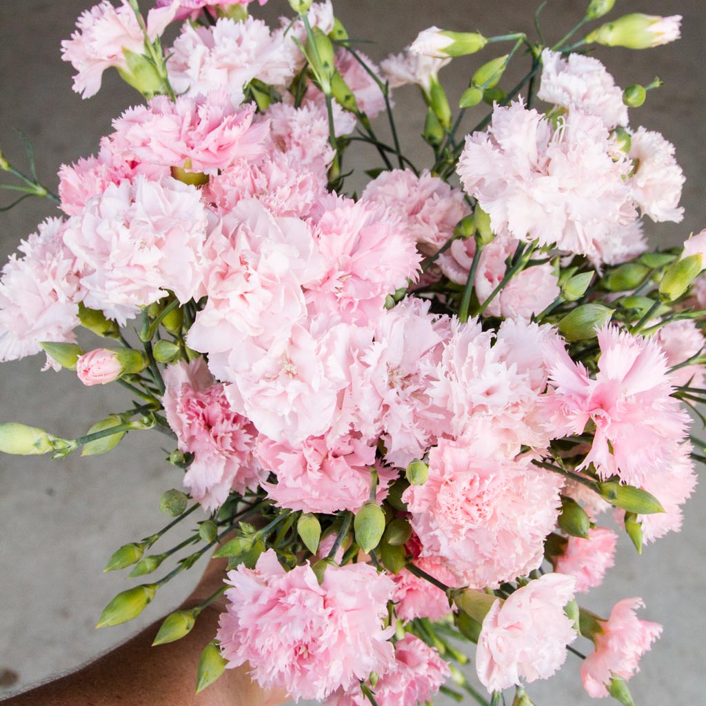 Carnation Dianthus - Chabaud La France - Seeds NZ