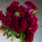 Celosia - Cramer's Burgundy - Seeds NZ