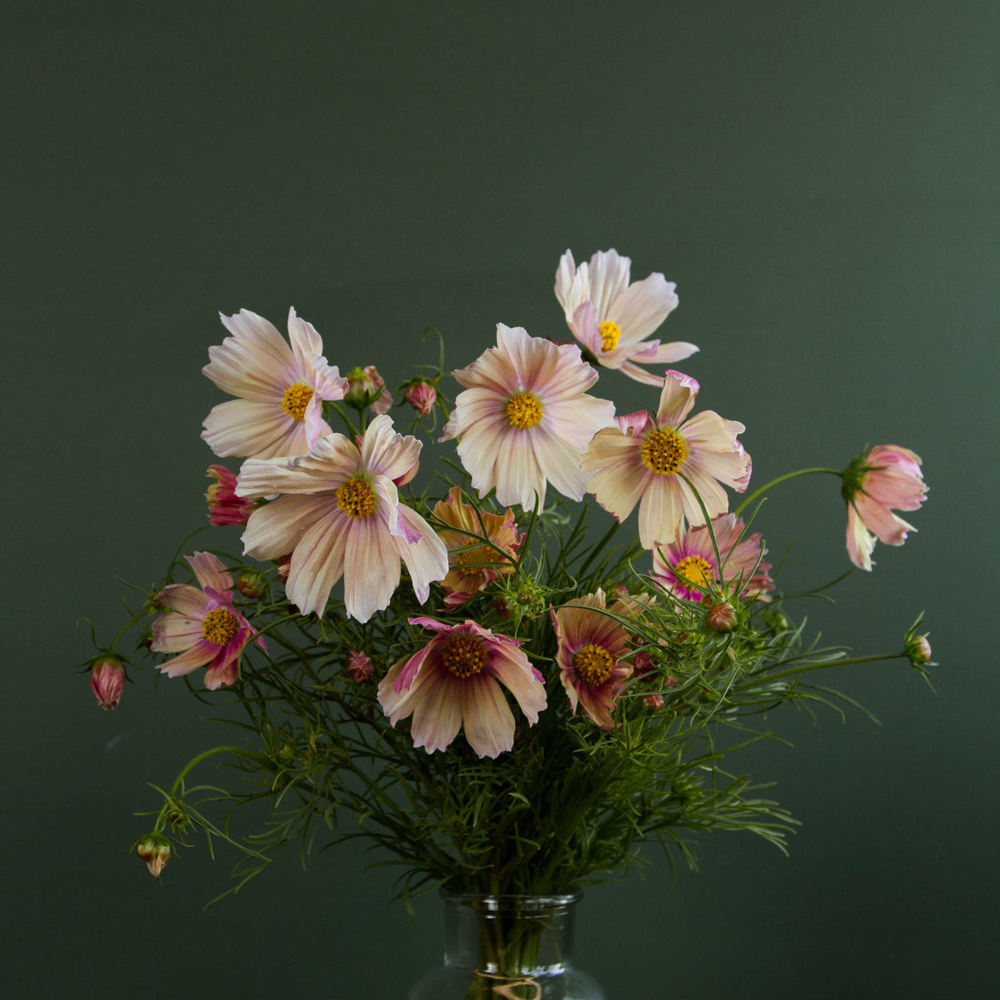Cosmos - Apricot Lemonade - Seeds NZ