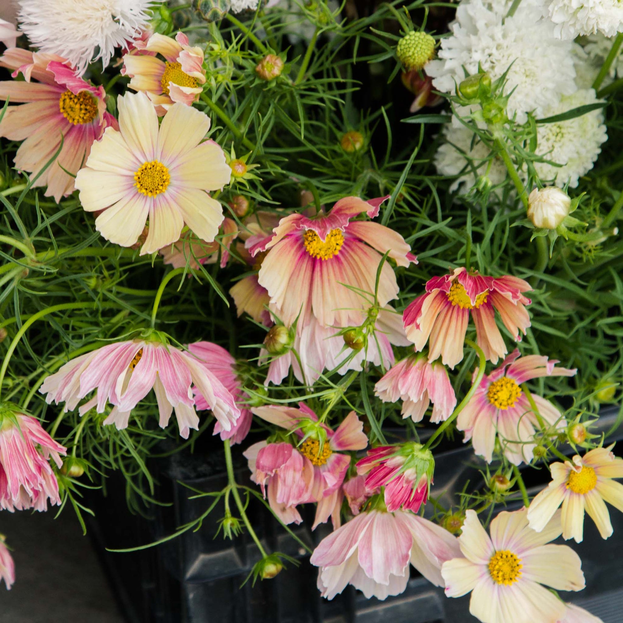 Cosmos - Apricot Lemonade - Seeds NZ