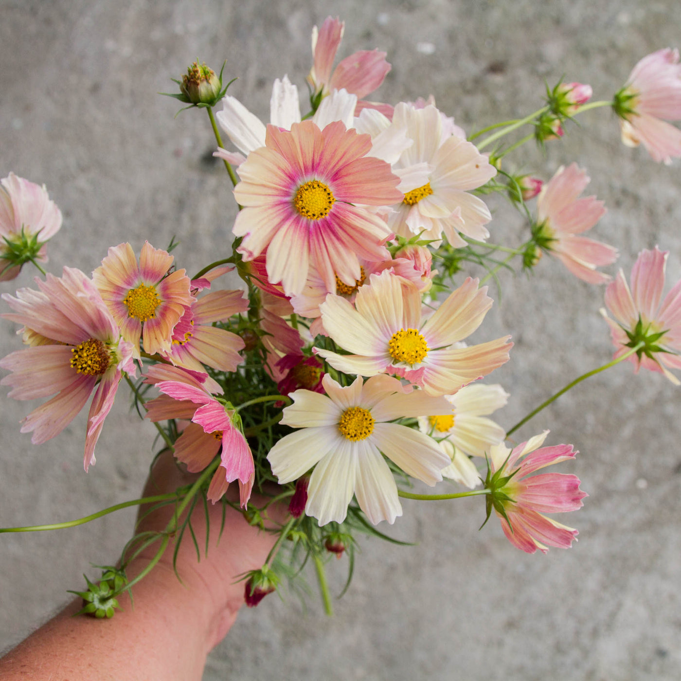 Cosmos - Apricot Lemonade - Seeds NZ
