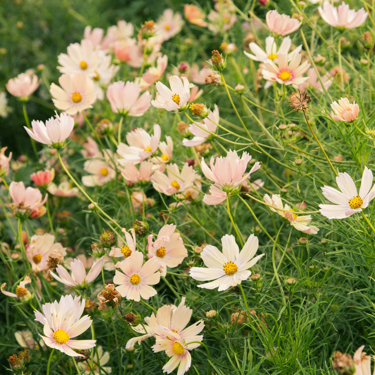 Cosmos - Apricot Lemonade - Seeds NZ