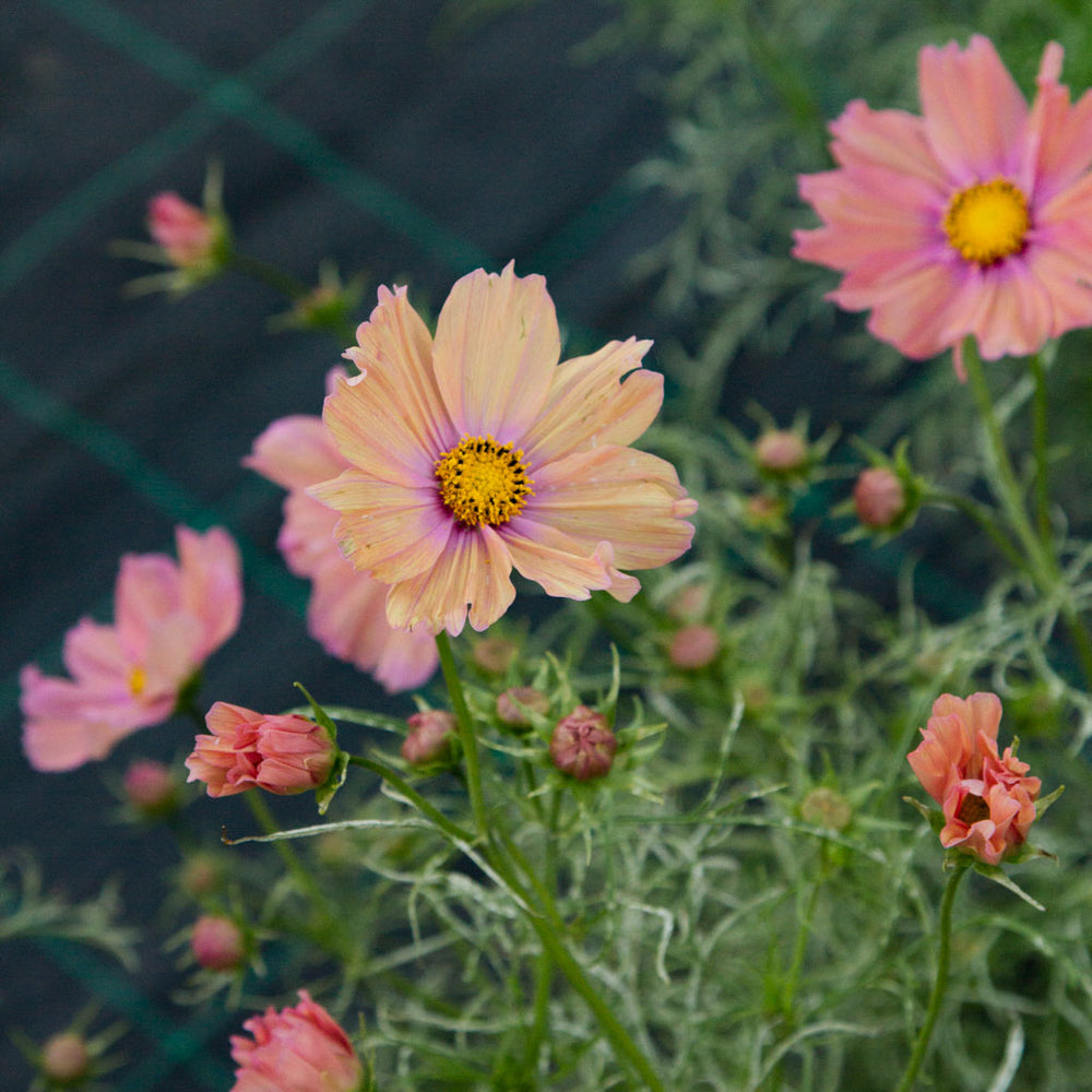 Cosmos - Apricotta - Seeds NZ