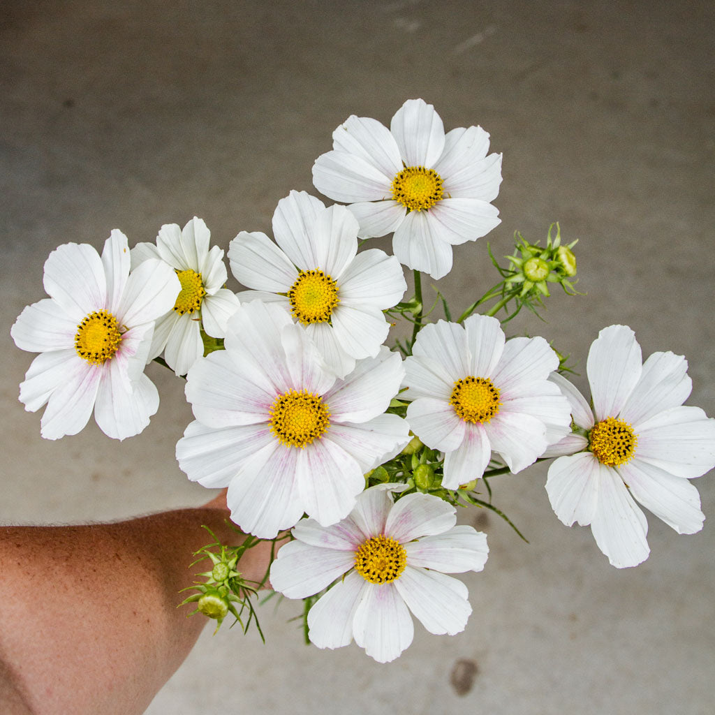 Cosmos - Versailles Flush - Seeds NZ