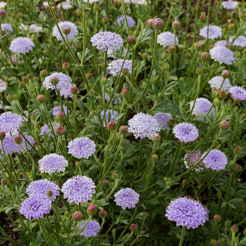 Didiscus - Blue Lace - Seeds NZ