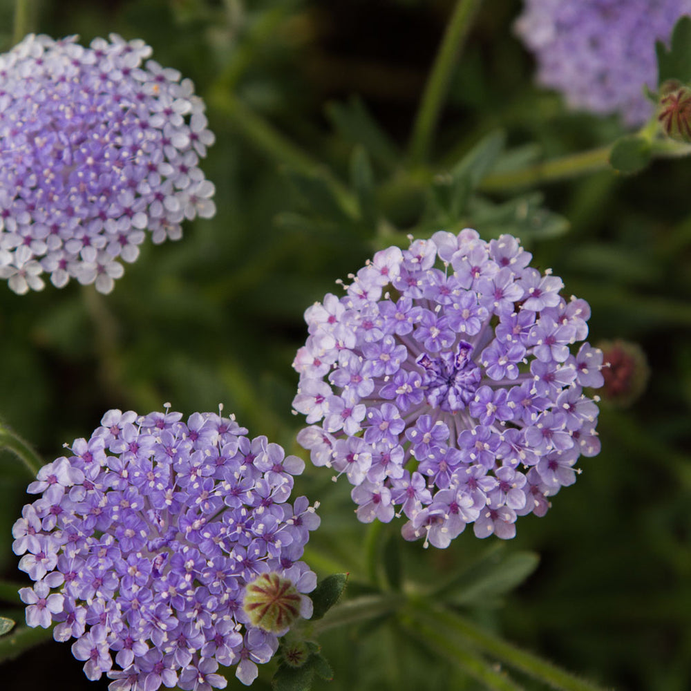 Didiscus - Blue Lace - Seeds NZ